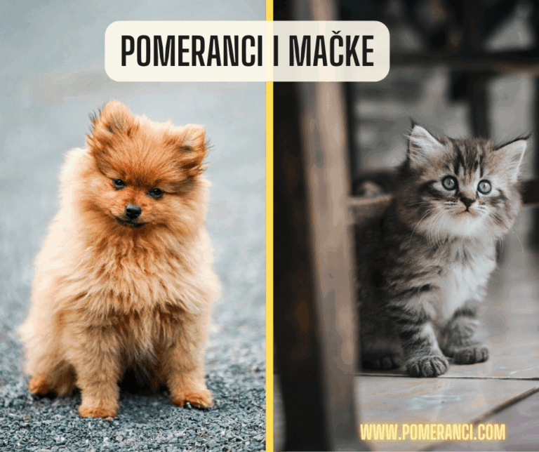Pomeranci i mačke: sve što biste trebali znati - Pomeranci